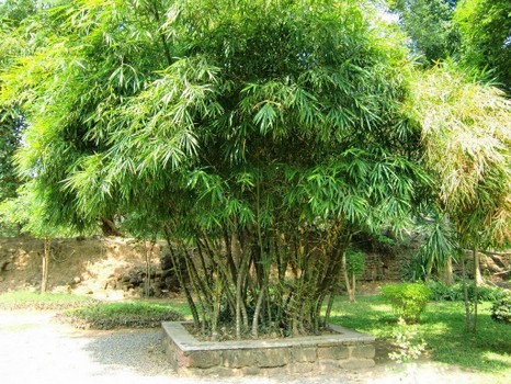 Cómo plantar un rizoma de bambú y propagarlo con éxito en tu jardín ...