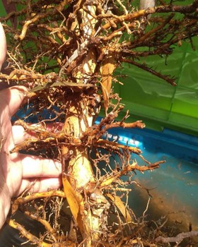 Cómo plantar un rizoma de bambú y propagarlo con éxito en tu jardín ...