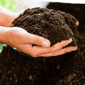 Cómo plantar un rizoma de bambú y propagarlo con éxito en tu jardín ...